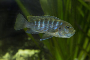 75+ Popular Fish That Start With S - FishLab.com