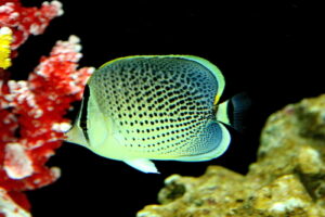 75+ Popular Fish That Start With O | FishLab