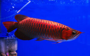 75+ Popular Fish That Start with L | FishLab