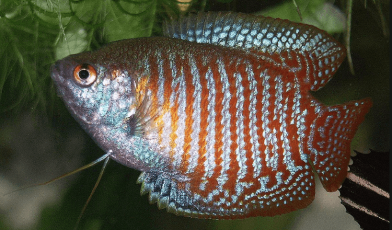 Gouramis: Why Should You Get This Fish For Your Aquarium? | FishLab