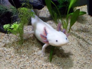 15 Best Axolotl Tank Mates | FishLab