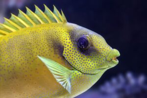 100+ Yellow Fish Names | FishLab