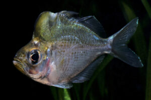 15+ Popular Fish With Big Forehead | FishLab