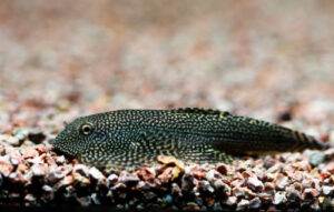 15+ Popular Fish With Legs | FishLab