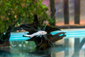 100+ White Fish Names | FishLab