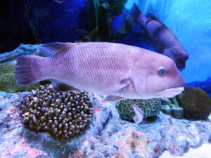 15+ Popular Fish With Big Forehead | FishLab