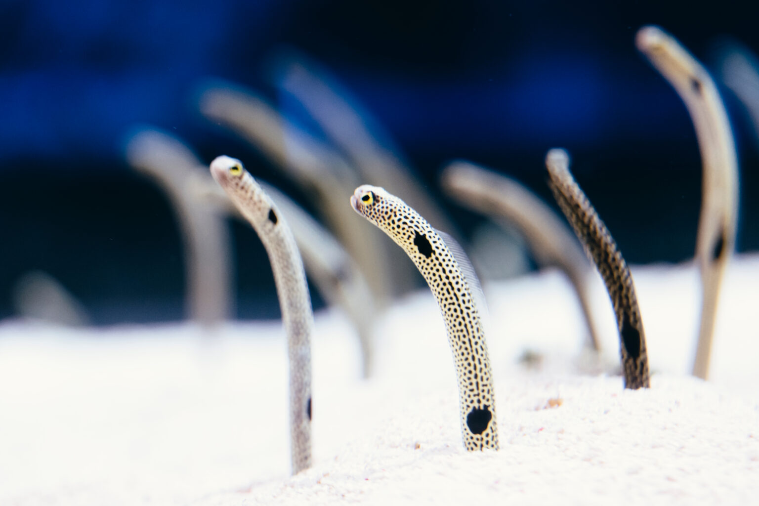 15+ Popular Fish That Look Like Snakes | FishLab