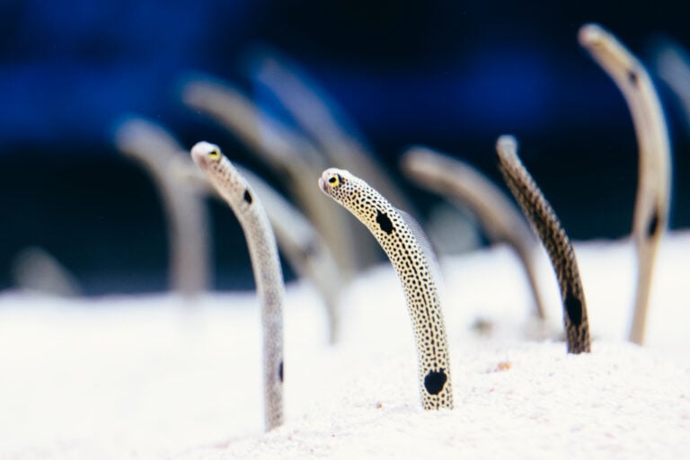15+ Popular Fish That Look Like Snakes | FishLab
