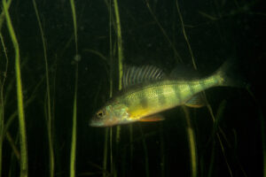 75+ Popular Fish That Start with Y - FishLab