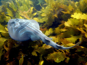 15+ Popular Fish That Look Like a Stingray | FishLab