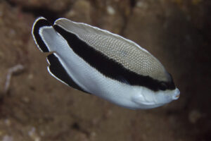 15+ Popular Fish With Black Stripes | FishLab