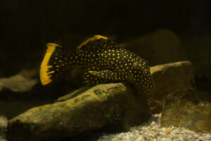 15+ Popular Fish With Whiskers - FishLab