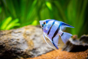 15 Best Discus Tank Mates - FishLab