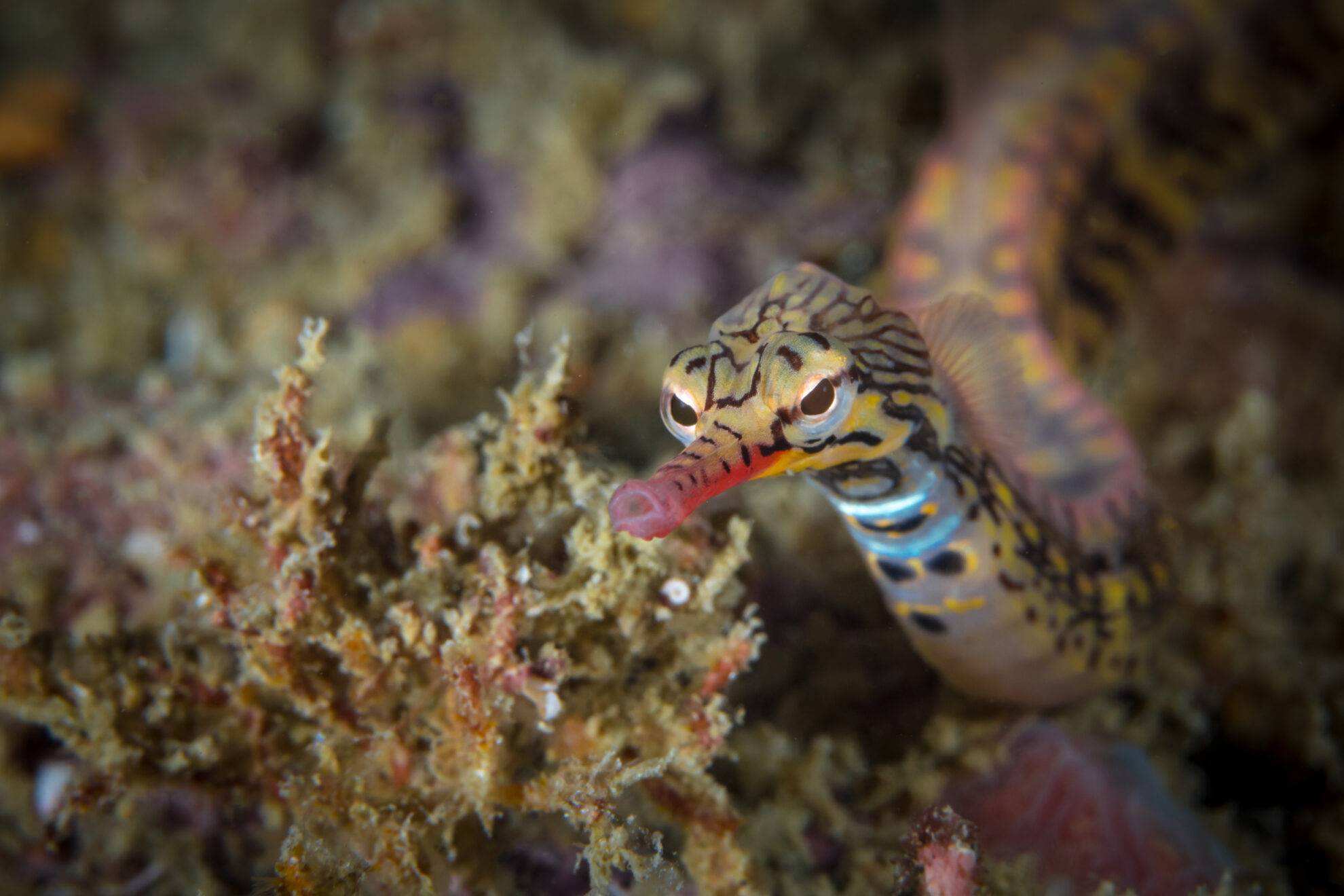15+ Popular Fish That Look Like Snakes | FishLab