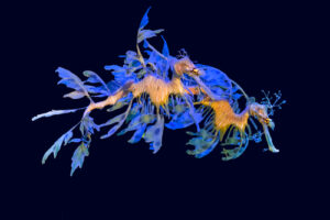 15+ Popular Fish That Look Like Dragon - FishLab