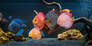 15 Best Discus Tank Mates - FishLab