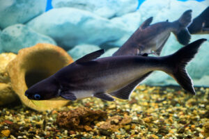 100+ Black Fish Names - The Ultimate List - FishLab