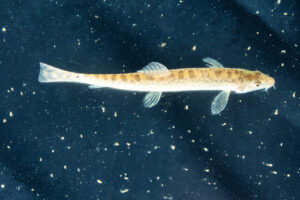 100+ White Fish Names | FishLab