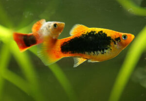 15 Best Angelfish Tank Mates - FishLab