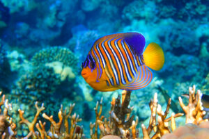 How Long Do Angelfish Live? 5 Tips to Improve Their Lifespan | FishLab