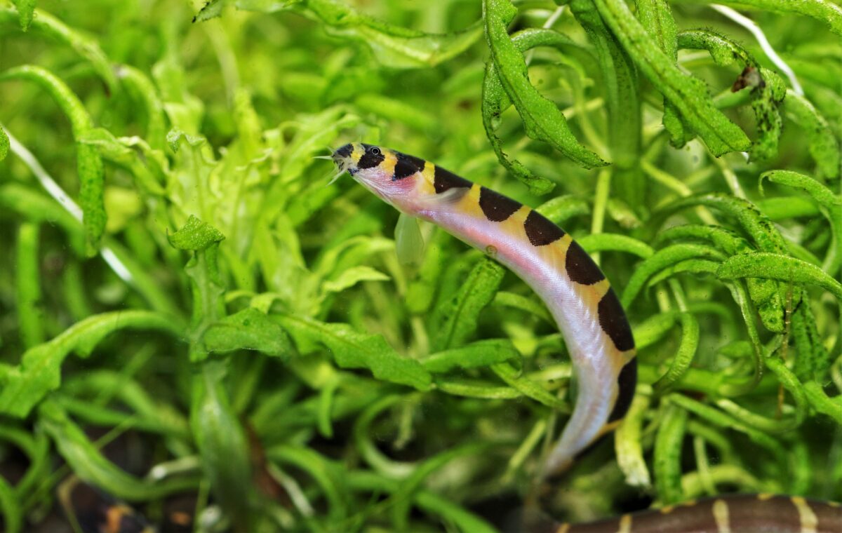 15+ Popular Fish That Look Like Eels | FishLab
