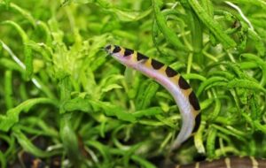 15+ Popular Fish That Look Like Snakes | FishLab