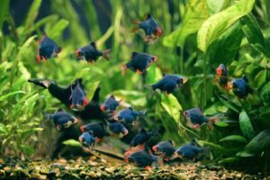 100+ Black Fish Names - The Ultimate List | FishLab