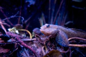 15+ Popular Fish That Look Like Dragon | FishLab