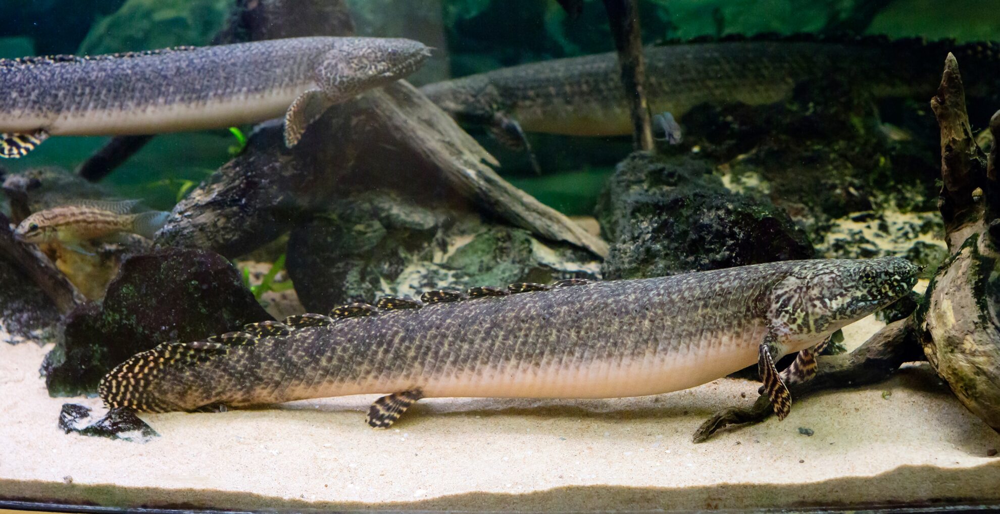 15+ Popular Fish That Look Like Eels | FishLab