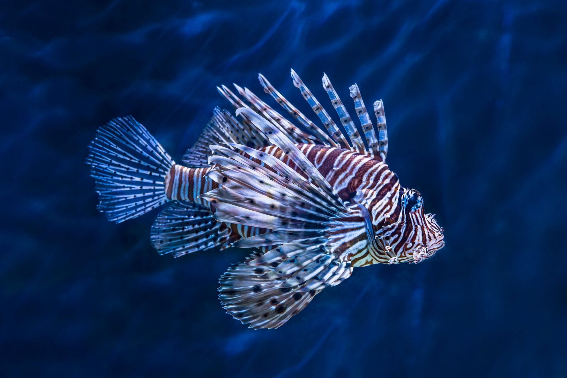 15+ Popular Fish That Look Like Dragon | FishLab