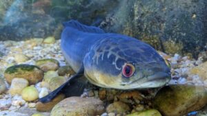 15+ Popular Fish With Legs | FishLab