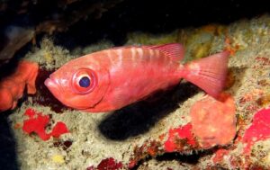 11 Popular Red Fish With Big Eyes | FishLab