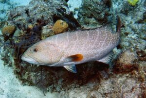 75+ Popular Fish That Start with Y - FishLab
