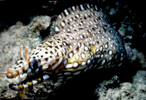 15+ Popular Fish That Look Like Eels - FishLab