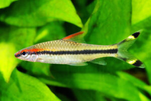 18 Stunning Fish That Look Like Sharks (But Aren’t) | FishLab