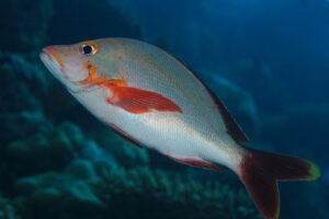 15+ Popular Fish With Big Lips | FishLab