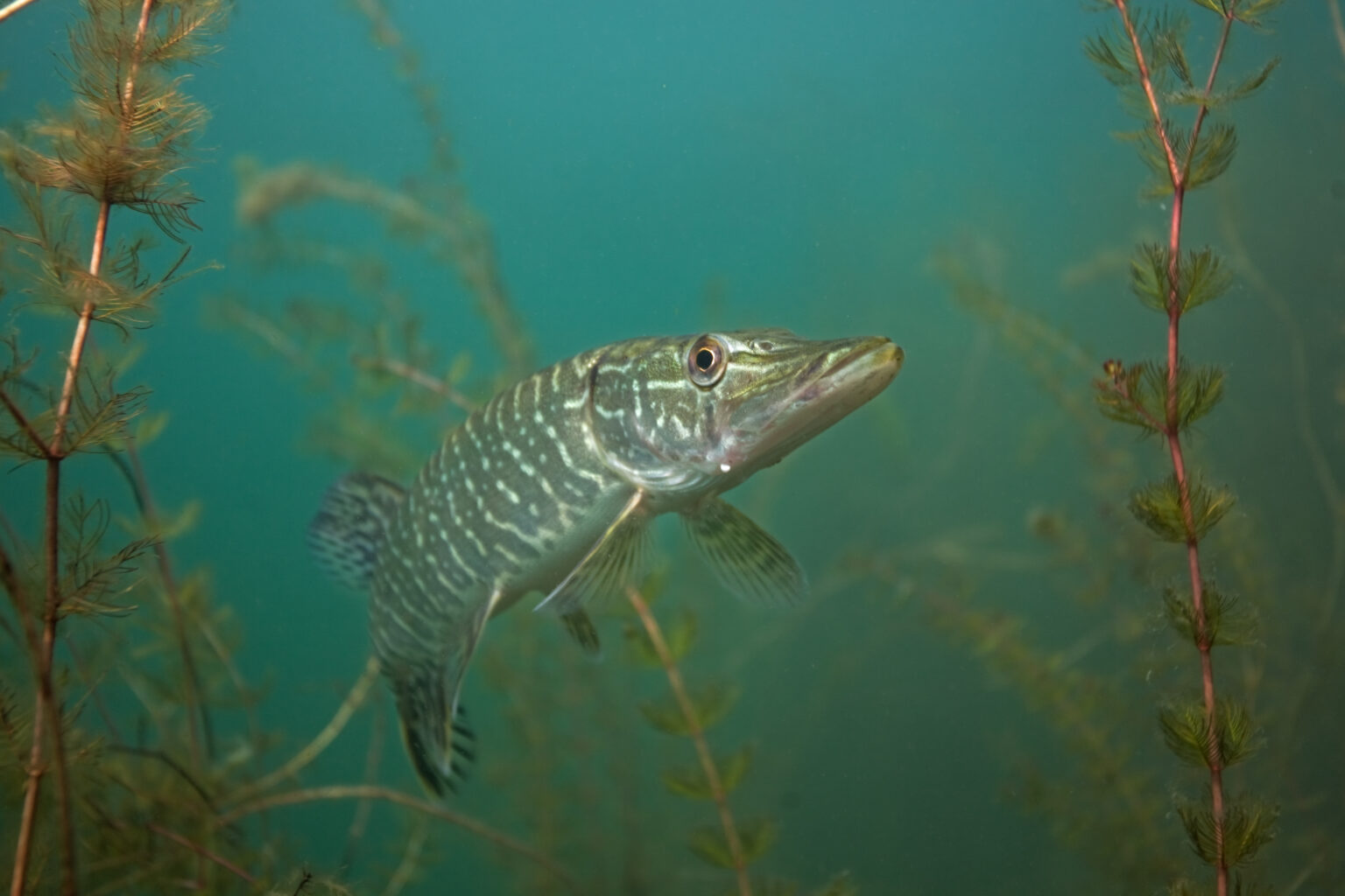 15+ Popular Fish That Look Like Snakes | FishLab