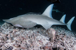 18 Stunning Fish That Look Like Sharks (But Aren’t) | FishLab