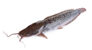75+ Popular Fish That Start With W | FishLab