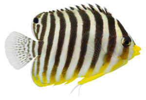 15+ Popular Fish With Black Stripes | FishLab