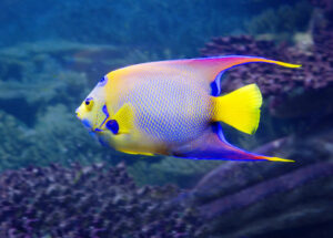How Long Do Angelfish Live? 5 Tips to Improve Their Lifespan - FishLab