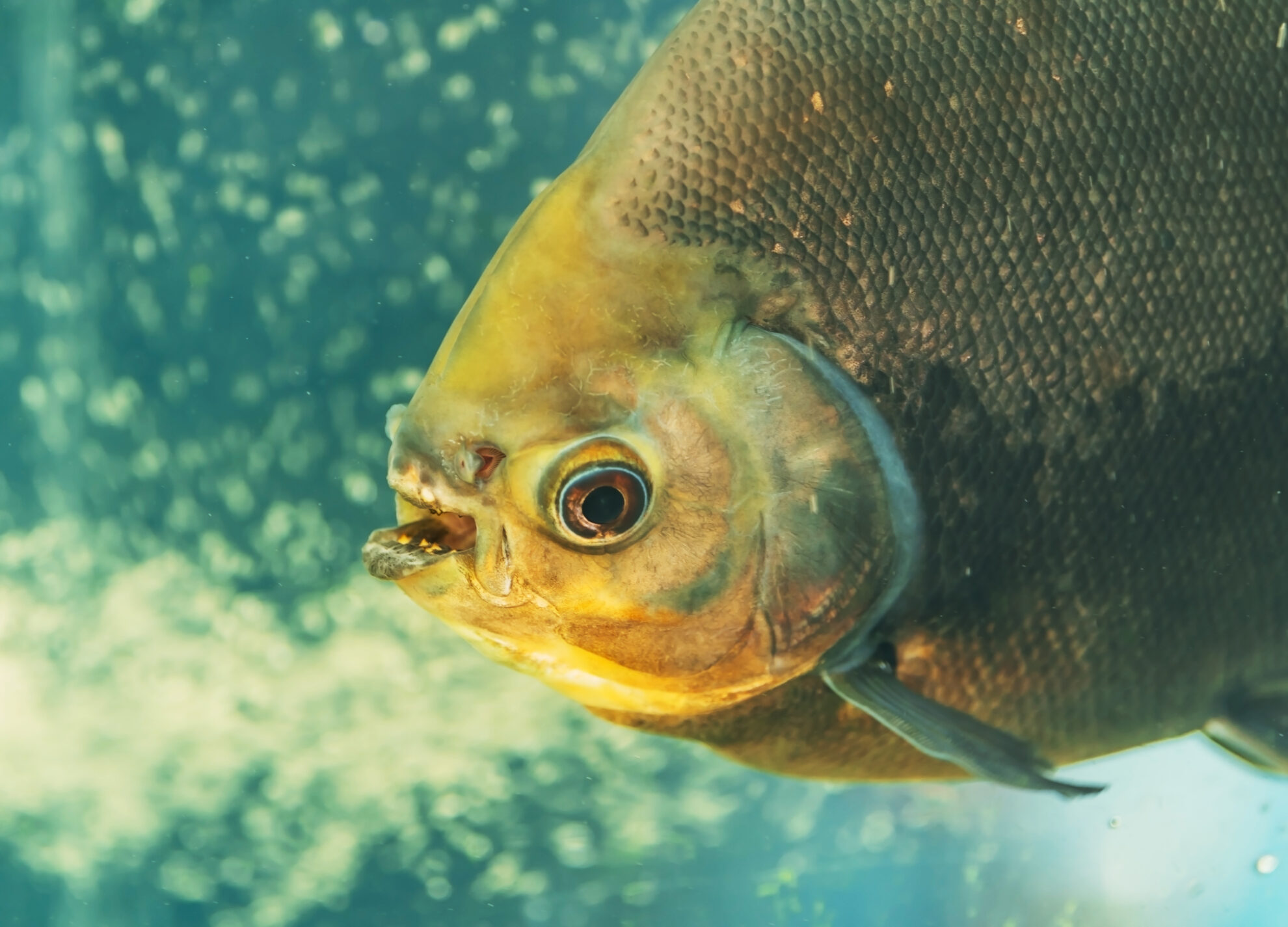 15+ Popular Fish With Big Lips | FishLab