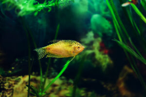 15+ Popular Fish With Yellow Stripes | FishLab