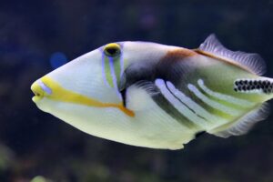 15+ Popular Fish With Big Lips | FishLab