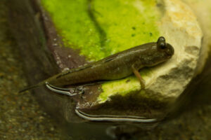15 Best Bumblebee Goby Tank Mates - FishLab