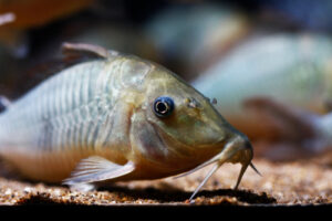 13 Best Oranda Goldfish Tank Mates - FishLab