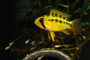 Harmonious Haven: Apistogramma Tank Mates Unveiled🐠| Fish Lab