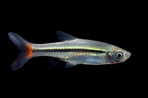 13 Best Golden Wonder Killifish Tank Mates | FishLab