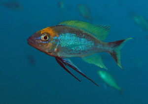 13 Best Yellow Lab Cichlid Tank Mates | FishLab