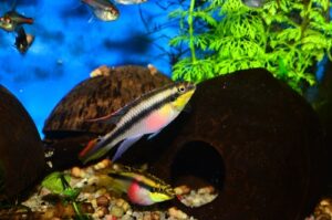 13 Best Yellow Lab Cichlid Tank Mates | FishLab